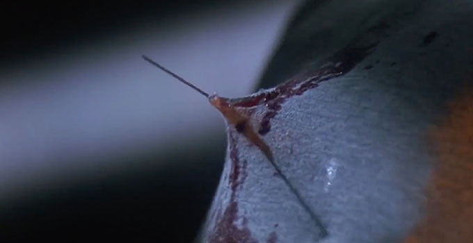 Trypanophobia in Horror Movies: The Anatomy of the Needle Kill ...